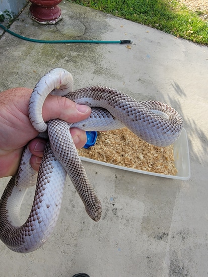 Axanthic Whiteside Florida Kingsnake by Boas and Beyond