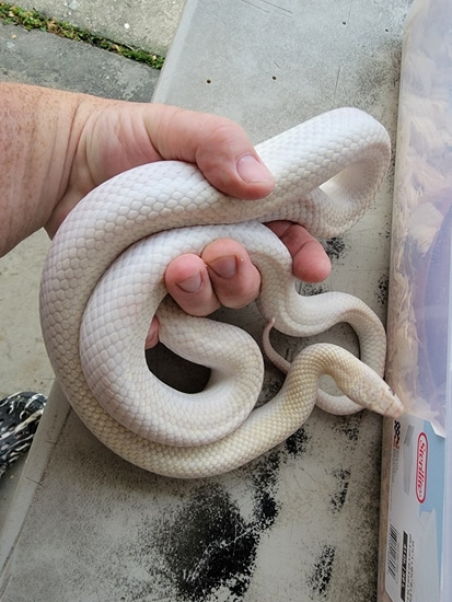 Lavender Whiteside Florida Kingsnake by Boas and Beyond