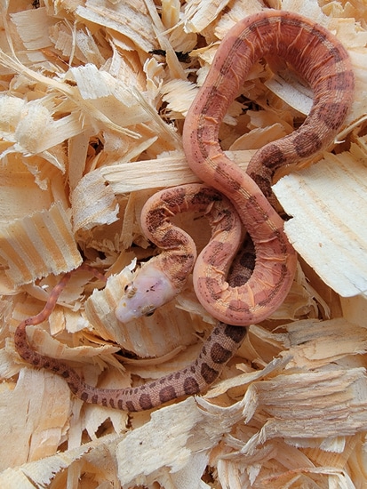 Scaleless Everglades Male Eastern Rat Snake by Boas and Beyond