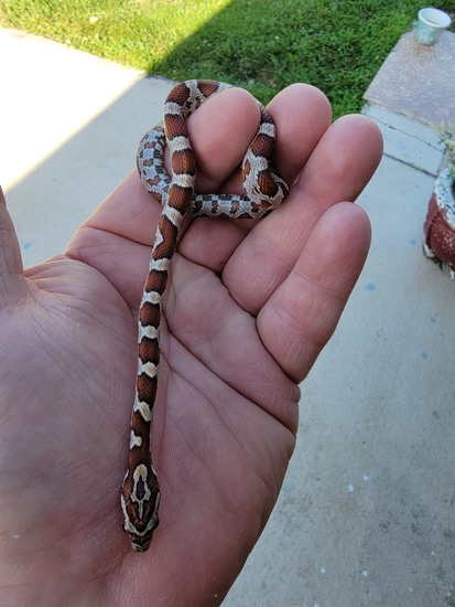 Miami Phase Corn Snake by Boas and Beyond