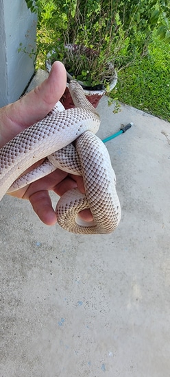Whiteside Axanthic Florida Kingsnake by Boas and Beyond
