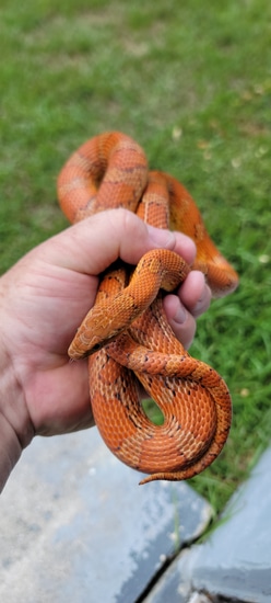 Female Sunkissed Corn Corn Snake by Boas and Beyond