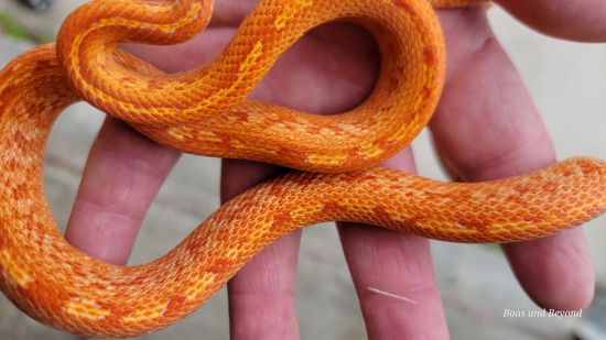 Amel Diffused Corn Snake by Boas and Beyond