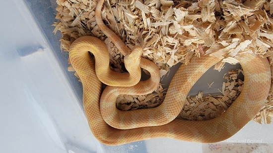 Butter Corn Snake by Boas and Beyond