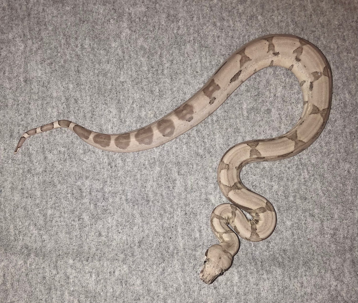 Fire Ghost Pos Super Hypo Boa Constrictor by Eddie's Reptiles and ...