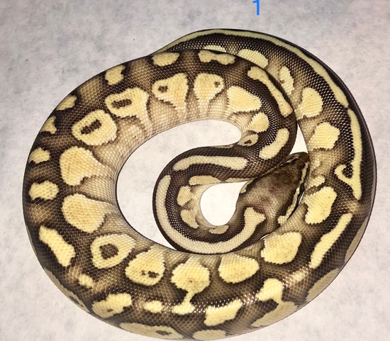 Pastel Lesser Het Clown Ball Python by Eddie's Reptiles and Rodents