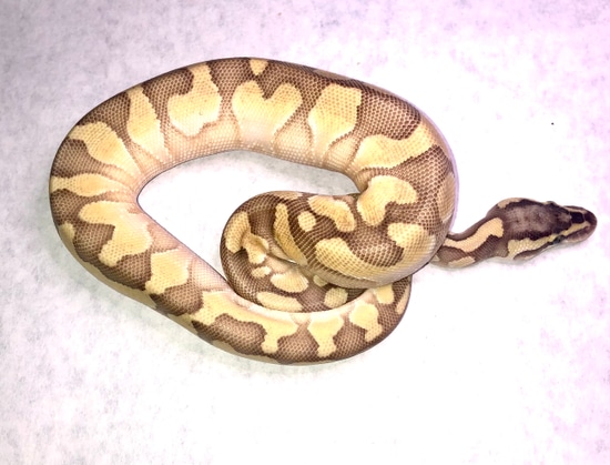 Pastel Enchi Lesser Ball Python by Eddie's Reptiles and Rodents