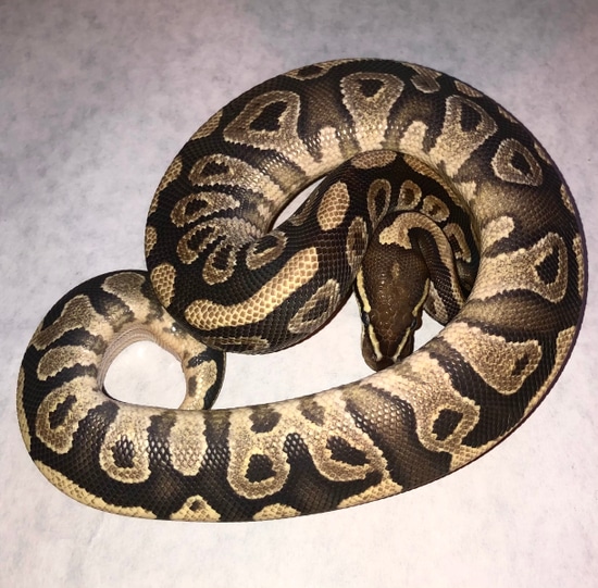 Mojave Harlequin Ball Python by Eddie's Reptiles and Rodents