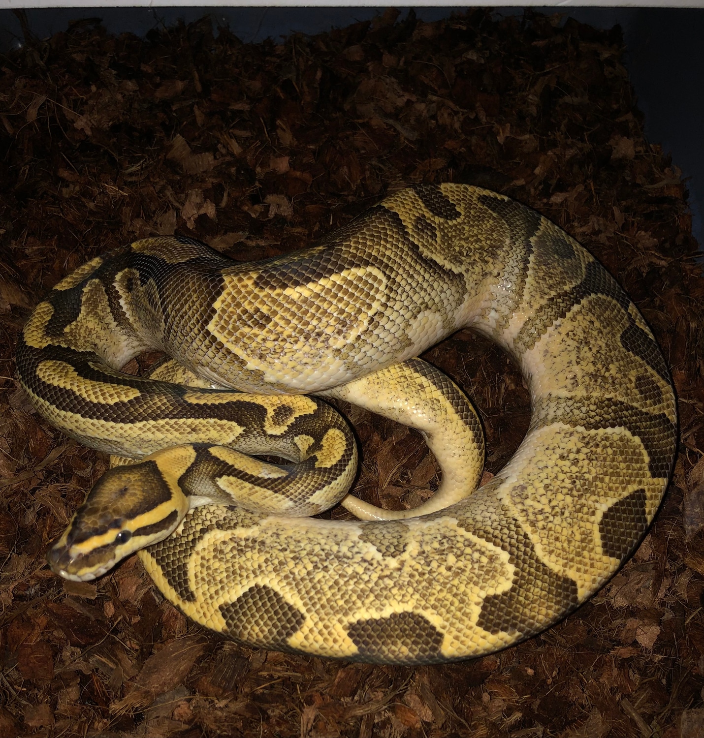 Enchi Fire Het Pied Ball Python by Eddie's Reptiles and Rodents ...