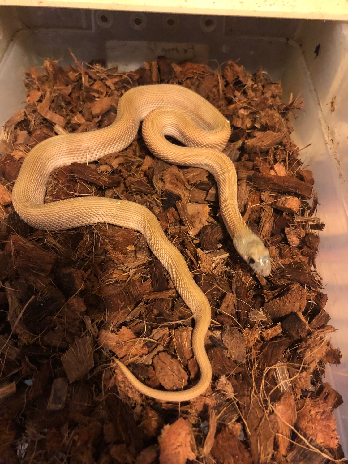 Patternless Bullsnake by Eddie's Reptiles and Rodents - MorphMarket