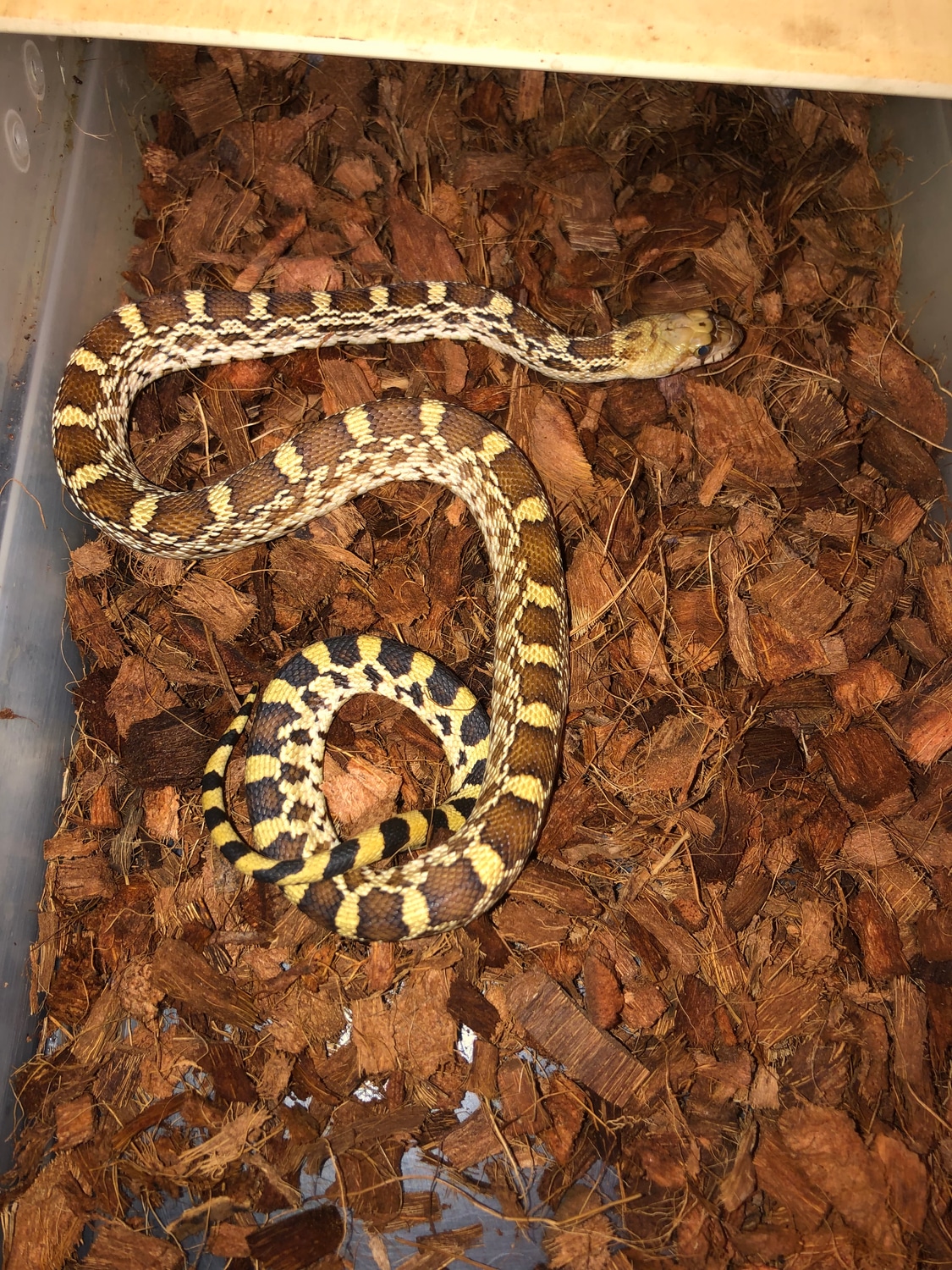 66% Het Patternless Bullsnake by Eddie's Reptiles and Rodents - MorphMarket