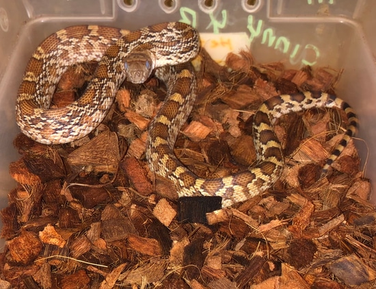 66% Het Patternless Bull Snake Bullsnake by Eddie's Reptiles and Rodents