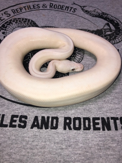 Lesser Butter Ball Python by Eddie's Reptiles and Rodents