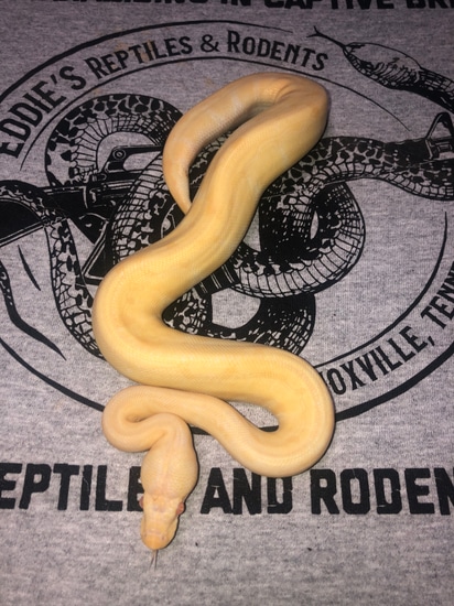 Albino Pinstripe Ball Python by Eddie's Reptiles and Rodents