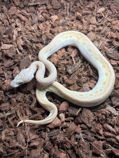 Pastel Lesser Clown Ball Python by Eddie's Reptiles and Rodents