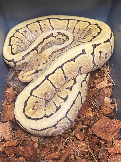 Pinstripe DG Yellow Belly Spot Nose Ball Python by Chaos Constrictors