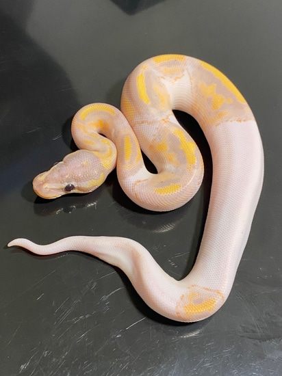 Banana Pied Ball Python by Chaos Constrictors