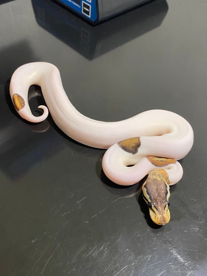 Pewter Pied Ball Python by Chaos Constrictors