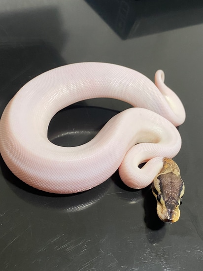 Pewter Pied Ball Python by Chaos Constrictors