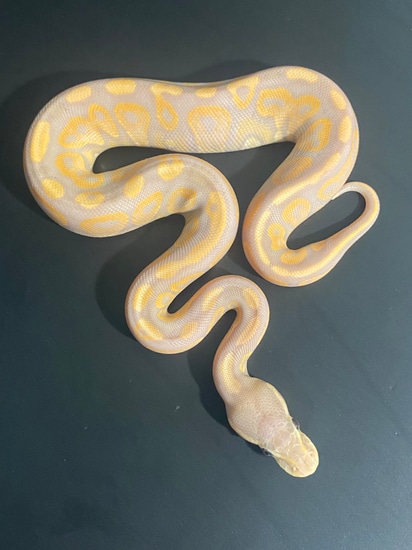 Banana Cinnamon 50% Het Lavender Ball Python by Chaos Constrictors