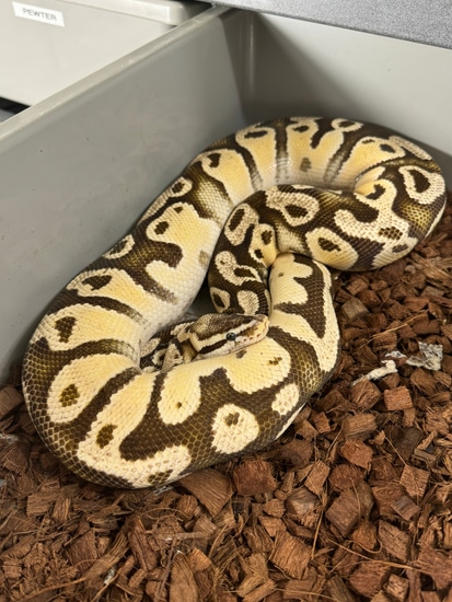 OrangeDream Firefly Ball Python by Chaos Constrictors