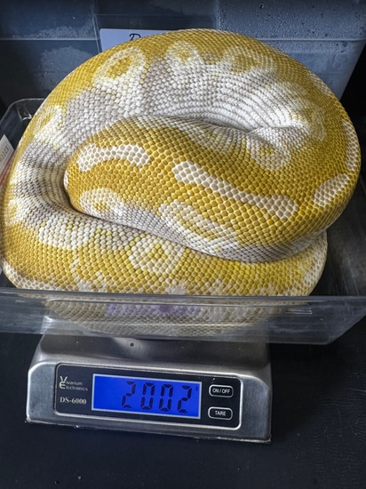 Mojave Special (NoCo Line) Ball Python by Chaos Constrictors