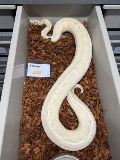 Highway Ball Python by Chaos Constrictors