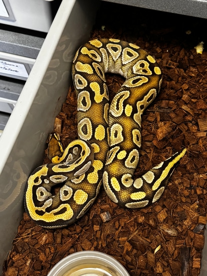 Mojave Jungle Woma Ball Python by Chaos Constrictors