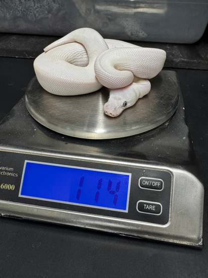 Lucy 100% Het Clown Ball Python by Chaos Constrictors