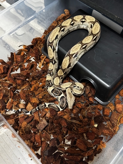 Anery 1 Het Sharp Boa Constrictor by Chaos Constrictors
