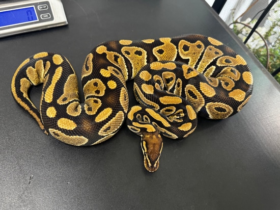 Special (NoCo) Het Clown Ball Python by Chaos Constrictors