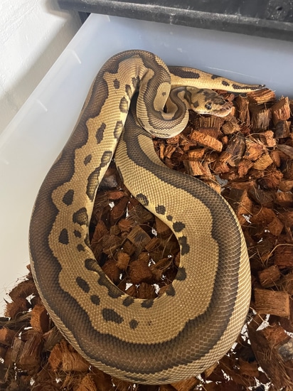 RTB Yellowbelly Leopard Clown Ball Python by Wicked Clowns
