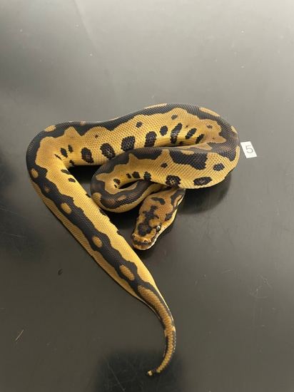 Leopard Clown Pos YB Ball Python by Wicked Clowns