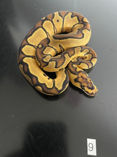 Enchi Clown Ball Python by Wicked Clowns