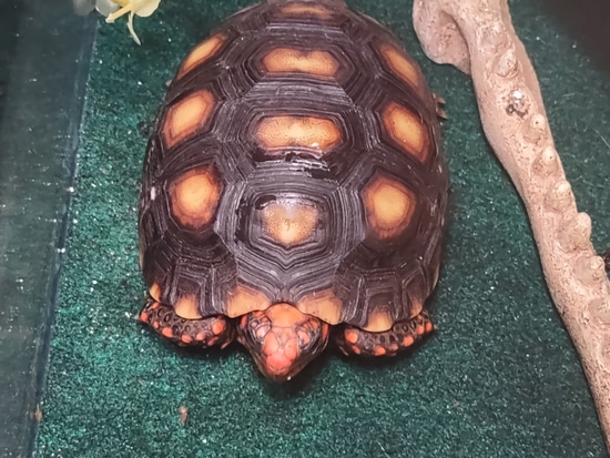 Brazilian Cherry Head Red-Footed Tortoise by Sassquatch Exotic Pets and ...
