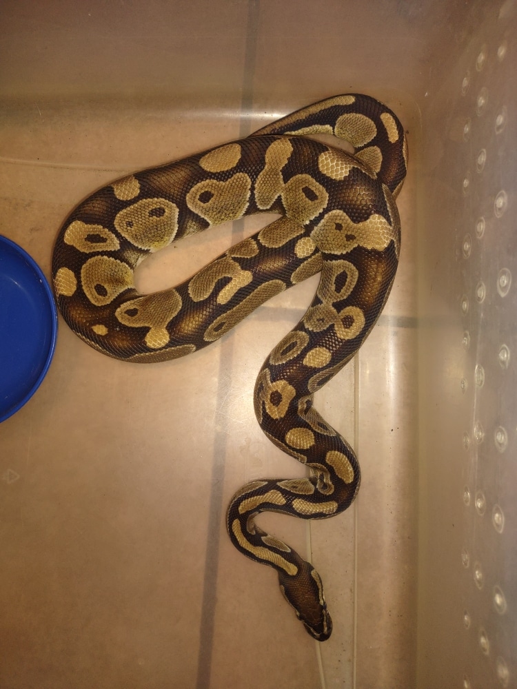 2020 Het Carmel Ball Python by Sassquatch Exotic Pets and Reptiles LLC ...