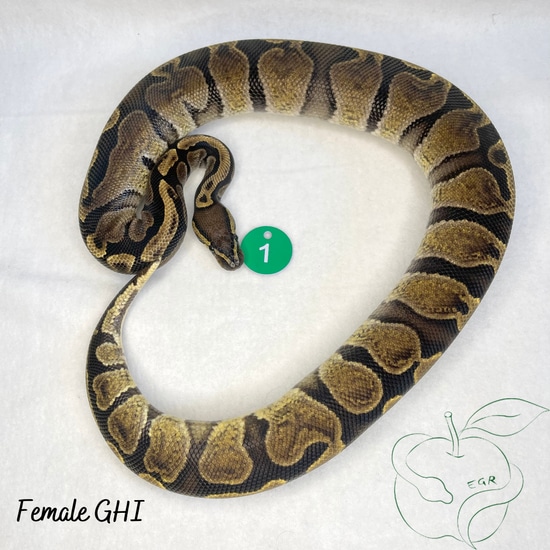 GHI Ball Python by Eden Garden Reptiles