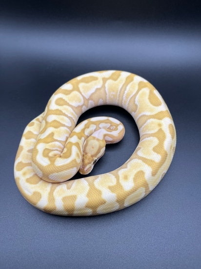 Banana Pastel Lesser Yellow Belly Ball Python by Eden Garden Reptiles