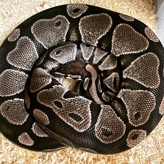 Axanthic VPI Breeder Female Ball Python by Eden Garden Reptiles