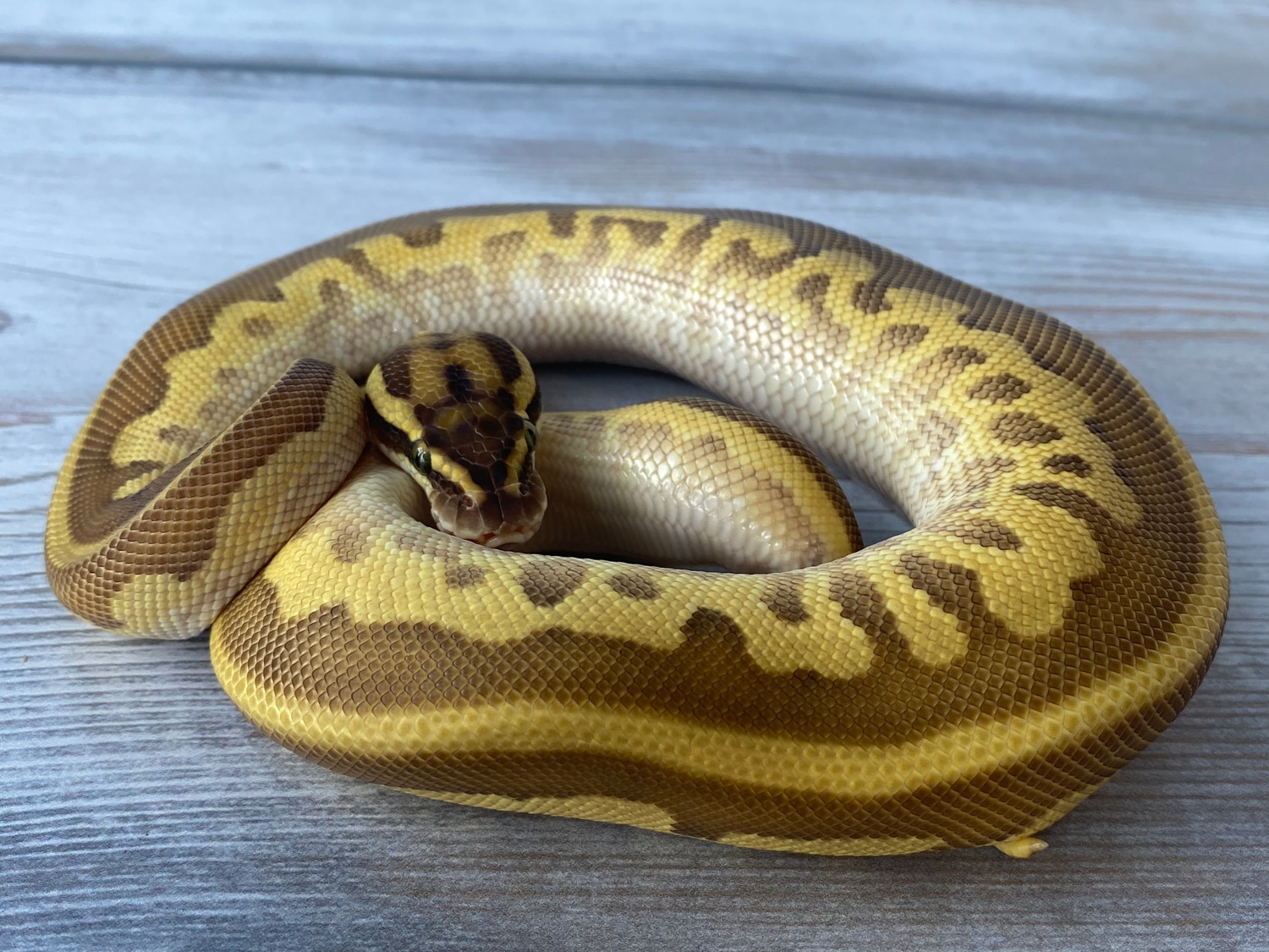 Orange Dream Lesser Leopard Ball Python by Hellfire Morphs - MorphMarket