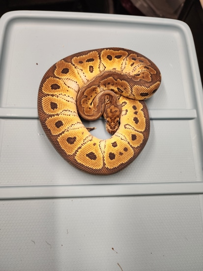 Red Stripe Fire Clown Ball Python by Rebel Reptiles
