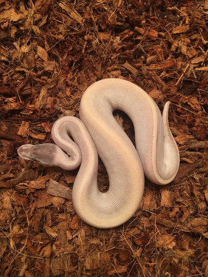 2107 Pinstripe Phantom Potion Ball Python by LTX Reptiles