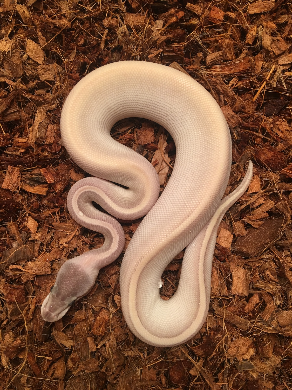 Pinstripe Phantom Potion Ball Python by LTX Reptiles - MorphMarket