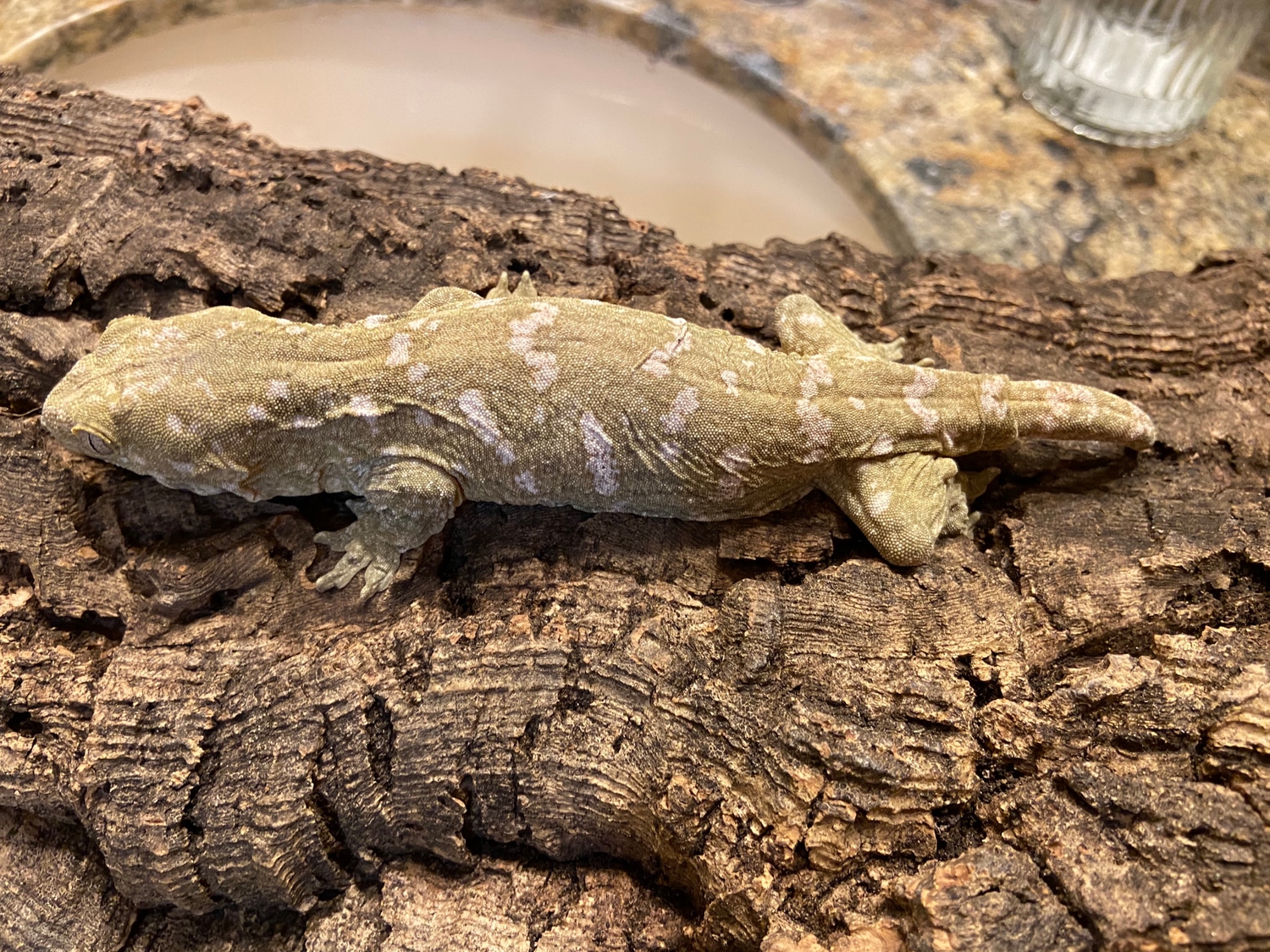 High Pattern GTX Leachie Leachianus Gecko by LTX Reptiles - MorphMarket