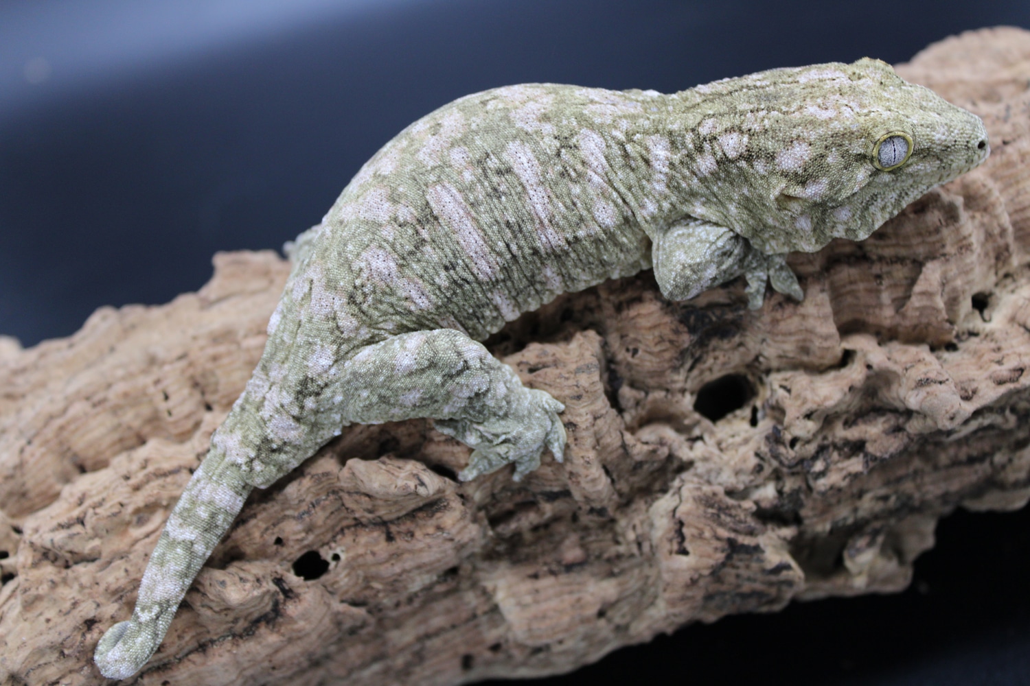 High Color High Pattern GTx Leachianus Gecko by LTX Reptiles - MorphMarket