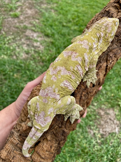 High Pink Pine Island Leachianus Gecko by LTX Reptiles