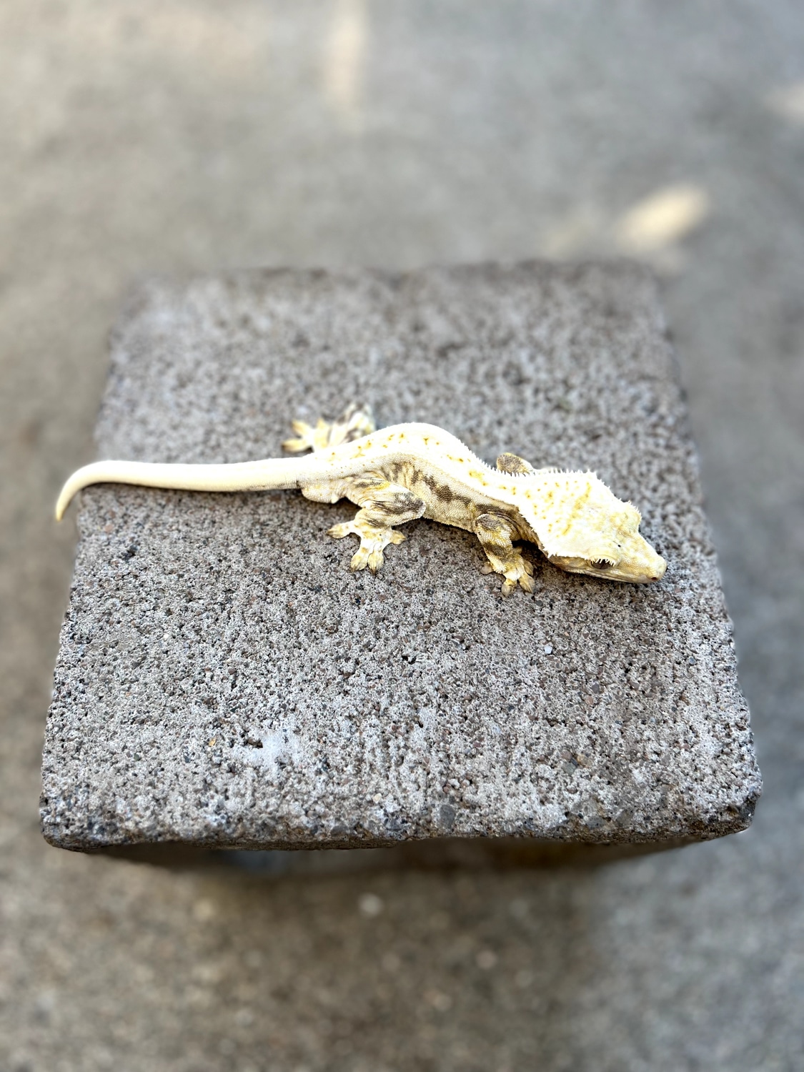 Lily White Male Crested Gecko by Geckogen - MorphMarket