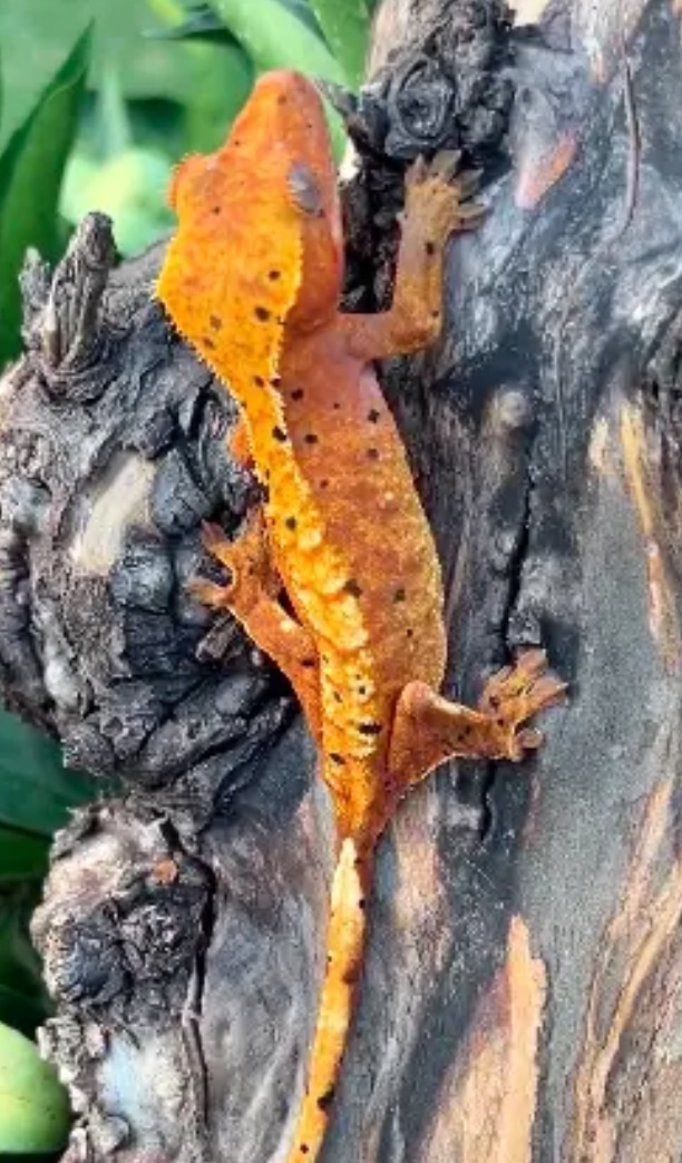 C01 Crested Gecko Female- Red/orange dal harley