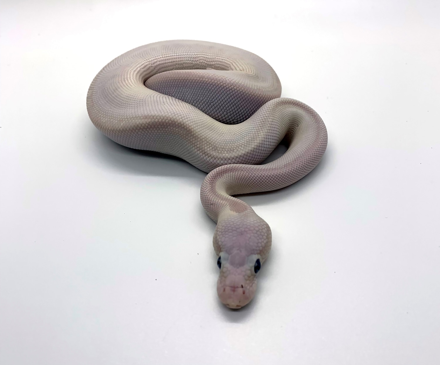 Blue Eye Lucy (Mojave/Lesser) Ball Python by EDGExotics - MorphMarket