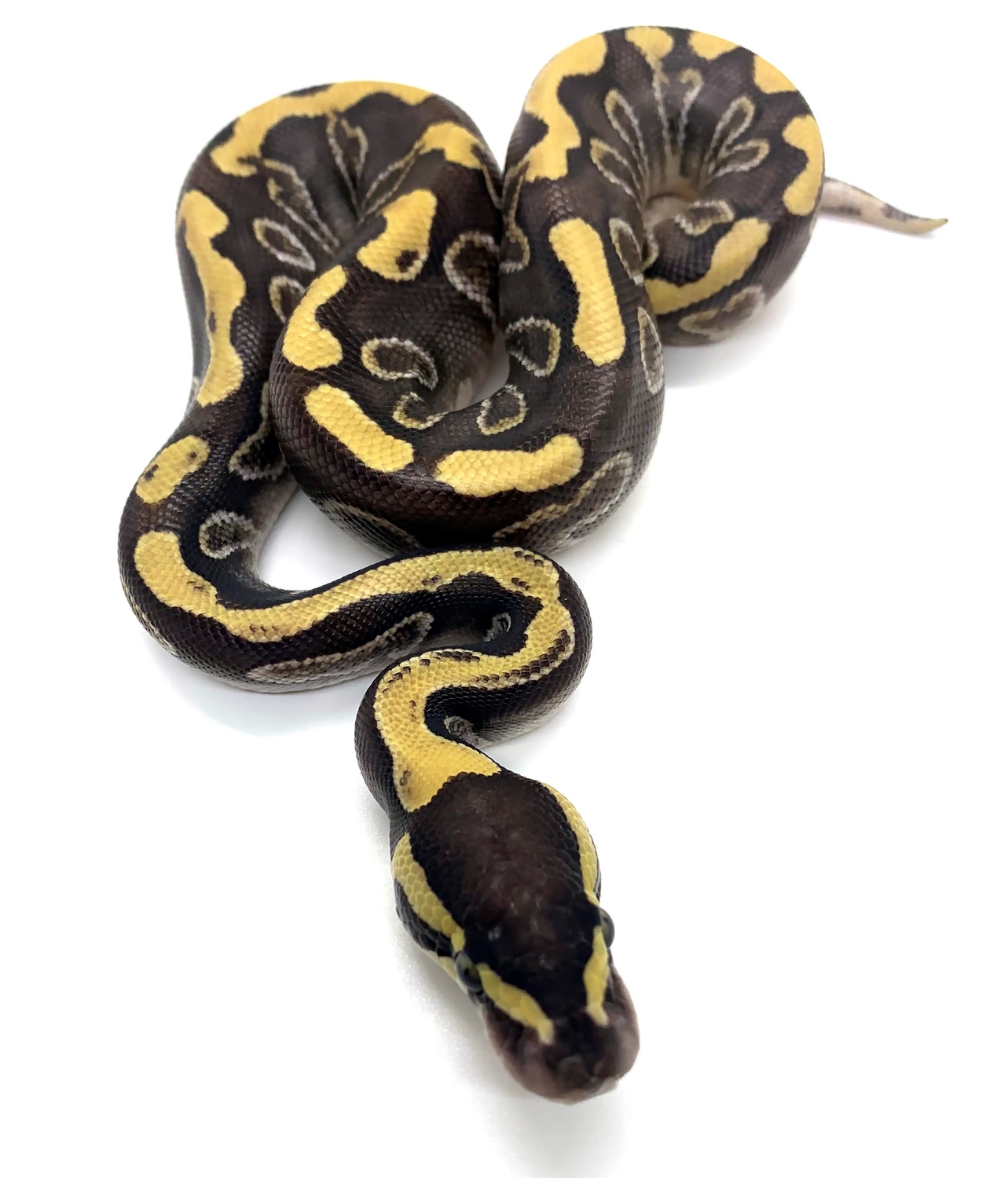 GHI Mojave Het Clown Ball Python by EDGExotics - MorphMarket